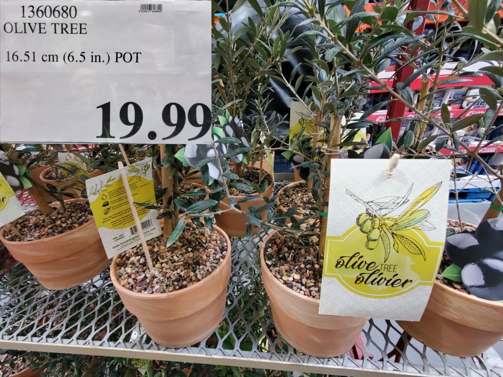 1360680 OLIVE TREE 16 51 CM 6 5 IN POT 19 99 - Costco East Fan Blog