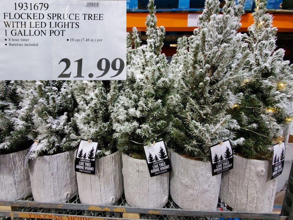 1931679 FLOCKED SPRUCE TREE WITH LED LIGHTS 1 GALLON POT 21 99 - Costco ...