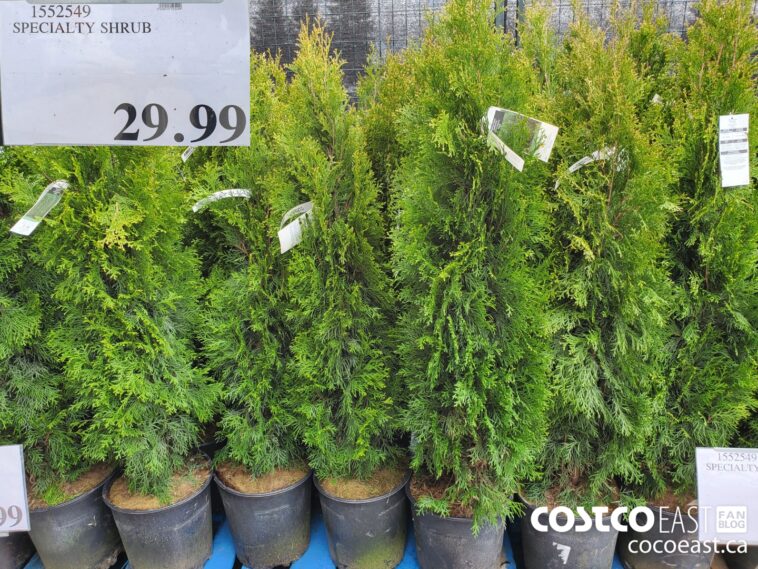 1552549 SPECIALTY SHRUB 29 99 - Costco East Fan Blog