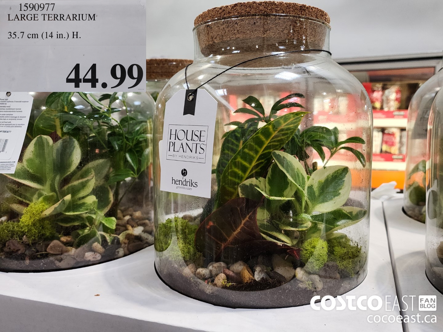 1590977 LARGE TERRARIUM 35 7 cm 14 in H 44 99 - Costco East Fan Blog