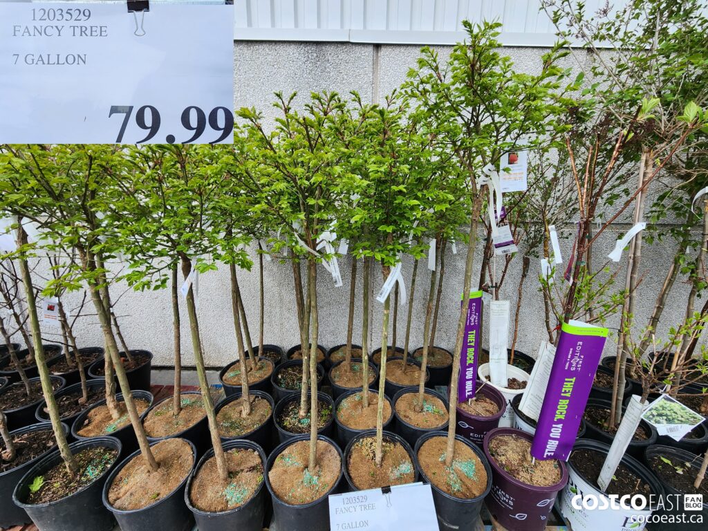 1203529 FANCY TREE 7 GALLON 79 99 - Costco East Fan Blog